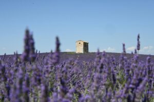 Everything You Need to Know About the South of France - the milli guide